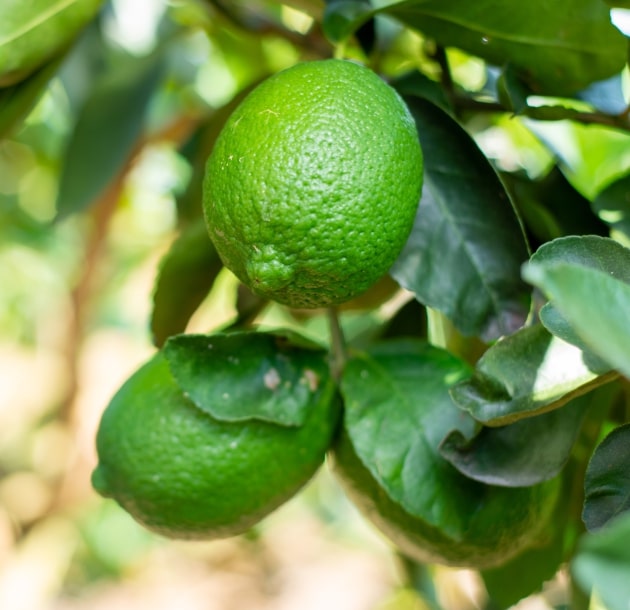 FERTISQUISA | CULTIVANDO CONFIANZA